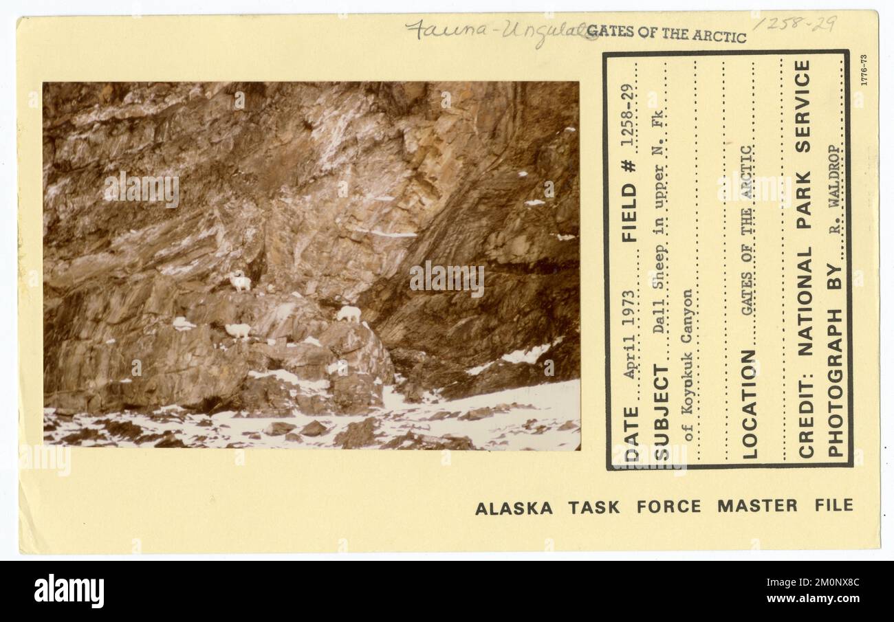 Dall sheep in upper N Fork of Koyukuk Canyon. Alaska Task Force ...