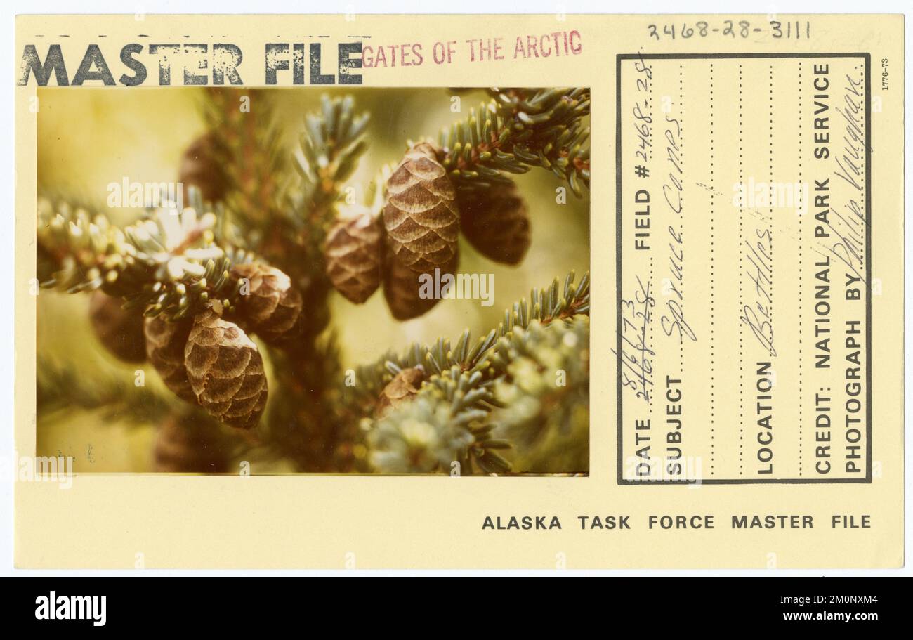 Spruce cones. Alaska Task Force Photographs Stock Photo - Alamy