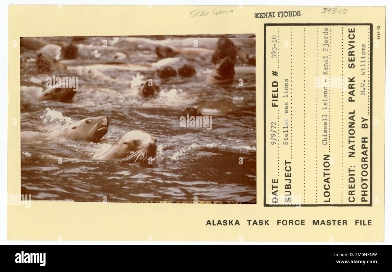 Steller sea lions. Alaska Task Force Photographs Stock Photo - Alamy
