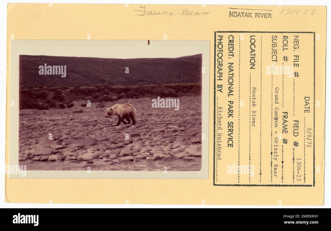 Grand Canyon - grizzly. Alaska Task Force Photographs Stock Photo - Alamy