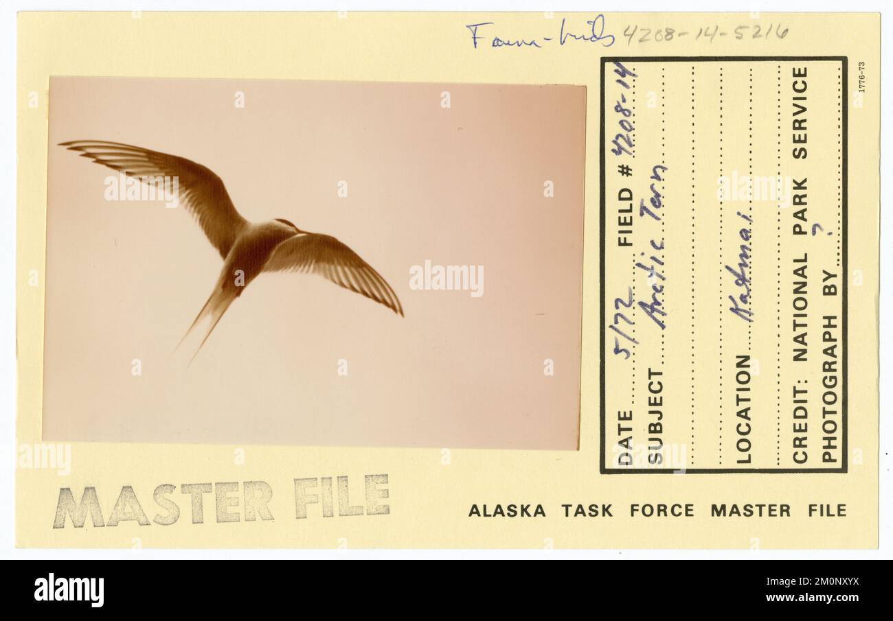 Arctic tern. Alaska Task Force Photographs Stock Photo - Alamy
