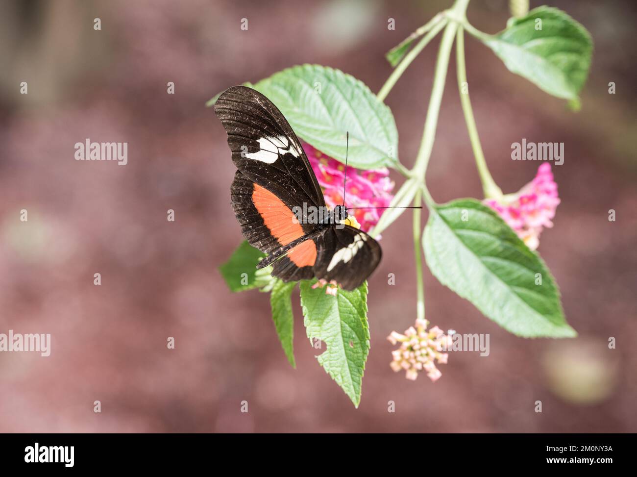 Heliconius hortense hi-res stock photography and images - Alamy