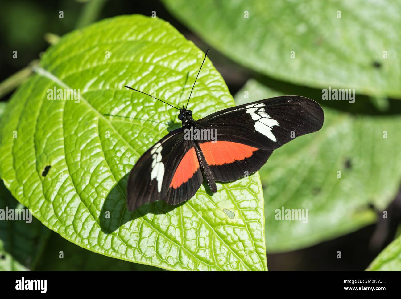 Mexican heliconid hi-res stock photography and images - Alamy