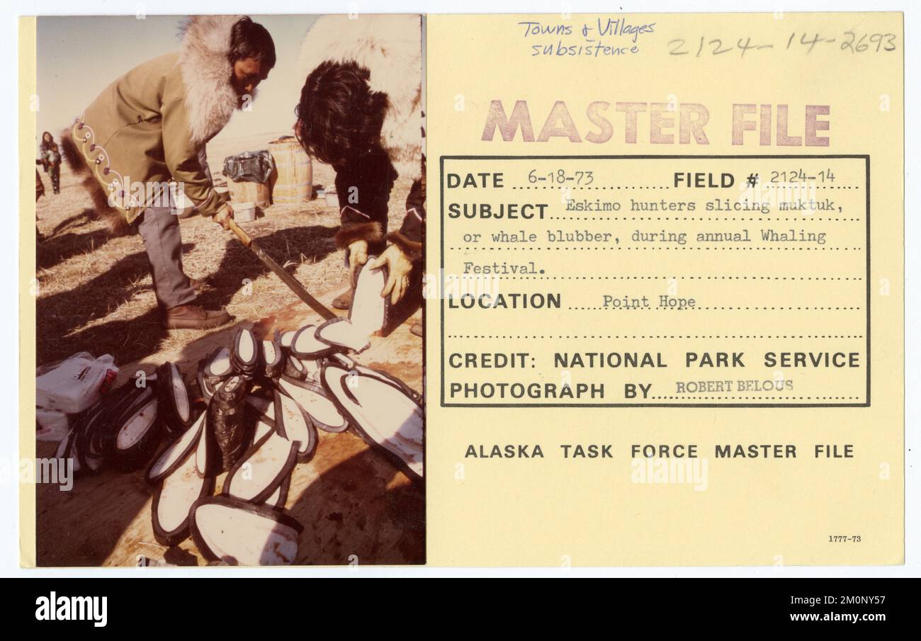 Eskimo hunters slicing muktuk, or whale blubber, during annual Whaling ...