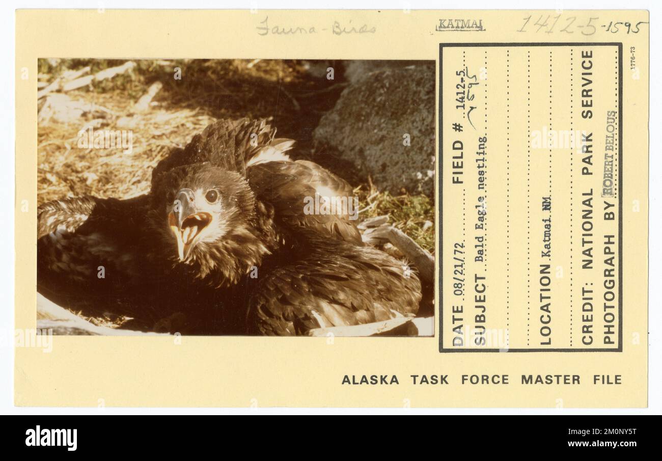 Bald eagle nestling. Alaska Task Force Photographs Stock Photo - Alamy