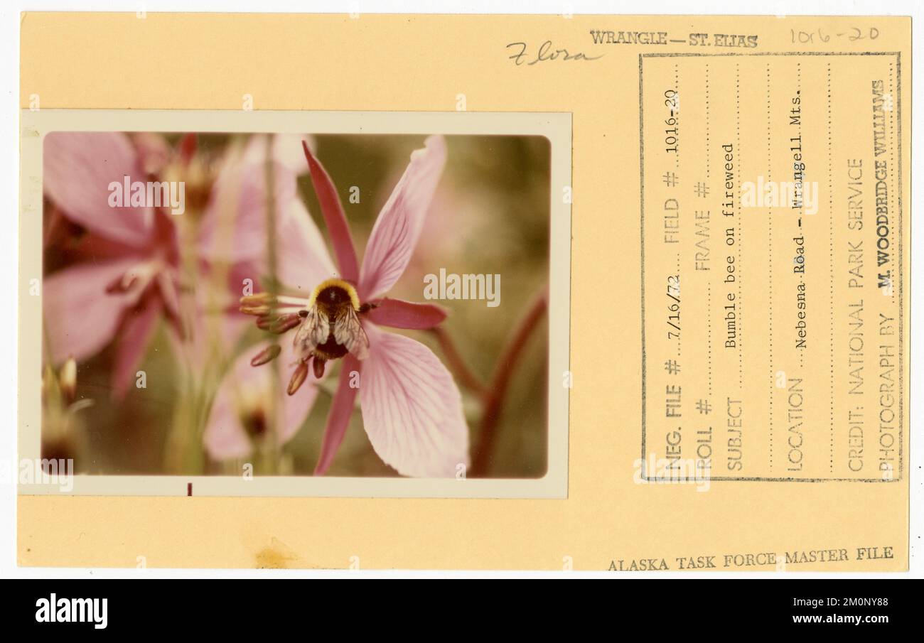 Bumble bee on fireweed. Alaska Task Force Photographs Stock Photo - Alamy