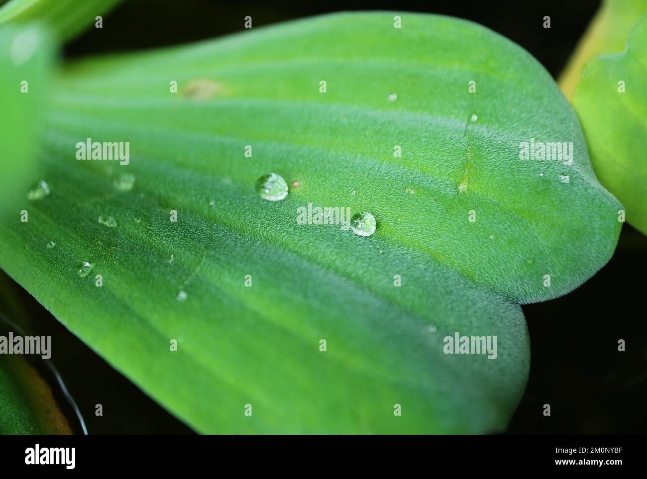 Closeup of the Leaf Hairy Surface of Nile Cabbage or Pistia Plant with ...