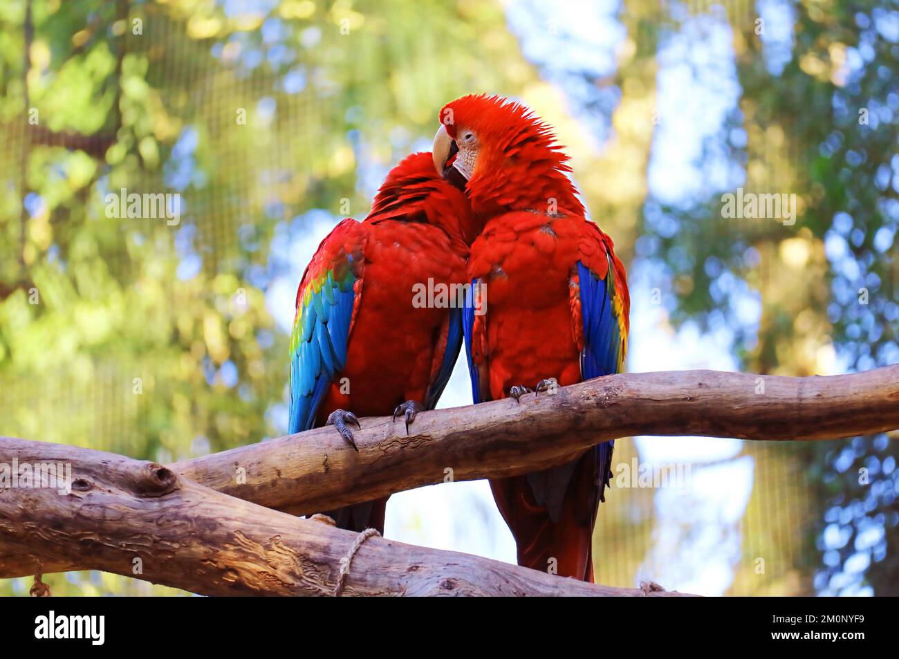 Scarlet macaw couple hi-res stock photography and images - Alamy