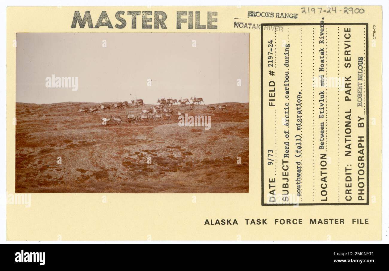 Caribou migration herd Cut Out Stock Images & Pictures - Alamy