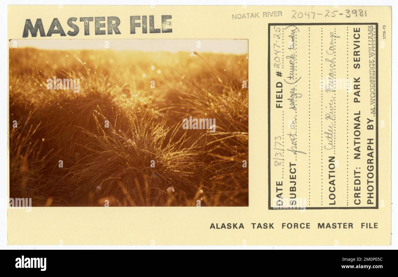 Frost on sedges (tussock tundra). Alaska Task Force Photographs Stock ...
