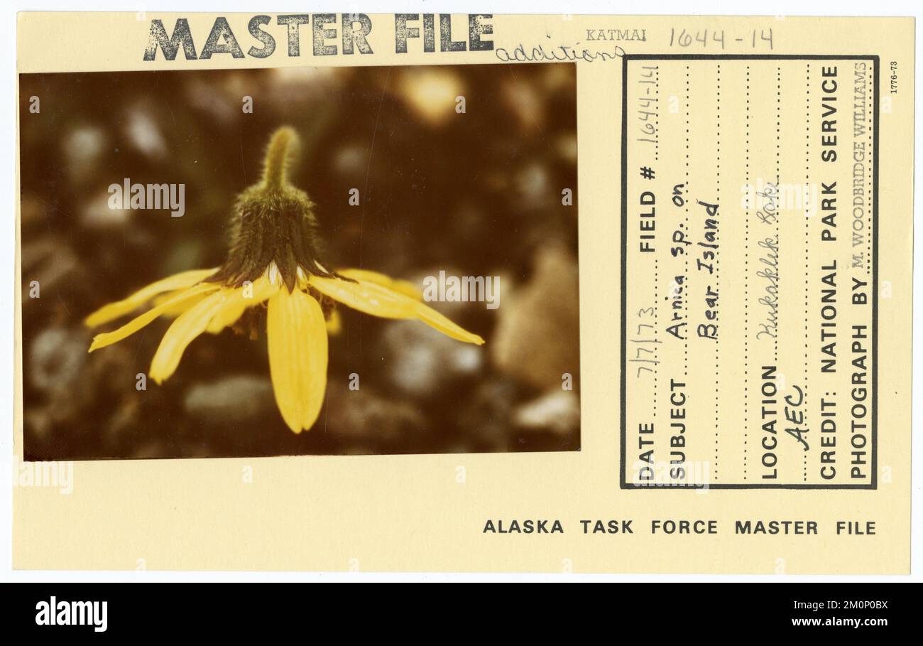 Mountain bear alaska Cut Out Stock Images & Pictures - Alamy