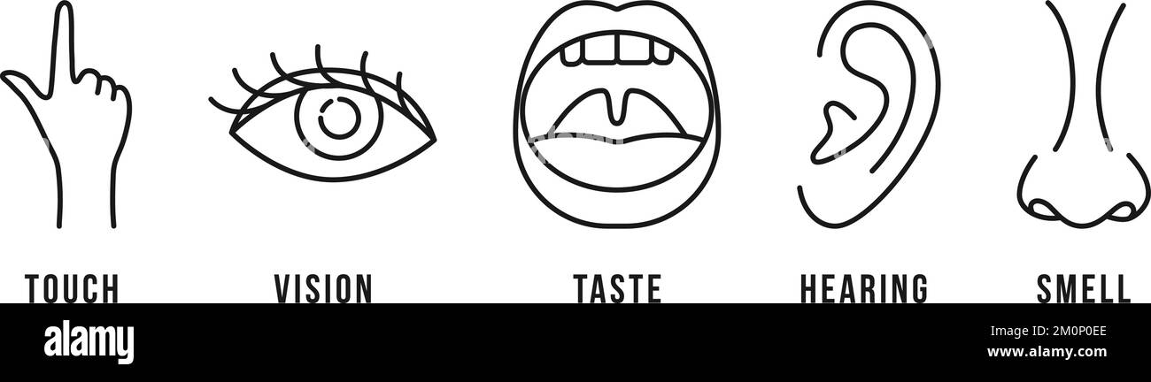 linear scheme of five human senses Stock Vector Image & Art - Alamy