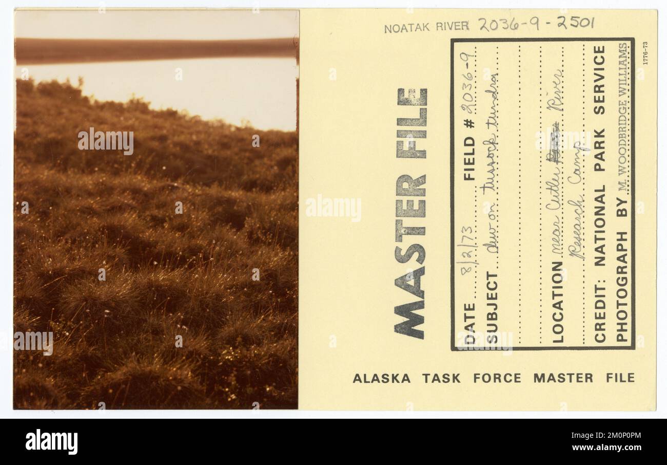 Dew on tussock tundra. Alaska Task Force Photographs Stock Photo - Alamy