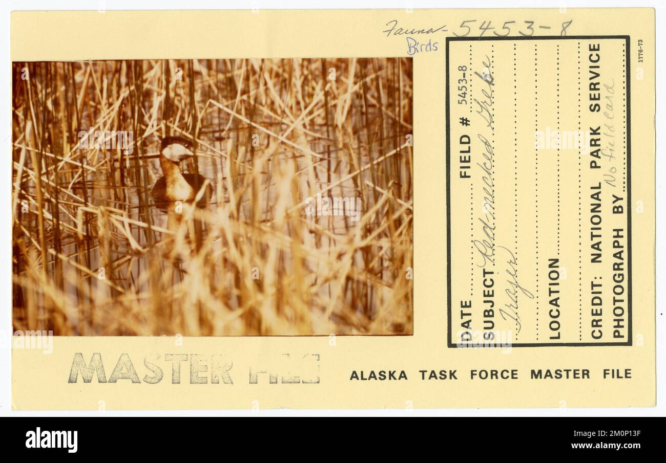 Red-necked Grebe Trajer. Alaska Task Force Photographs Stock Photo - Alamy