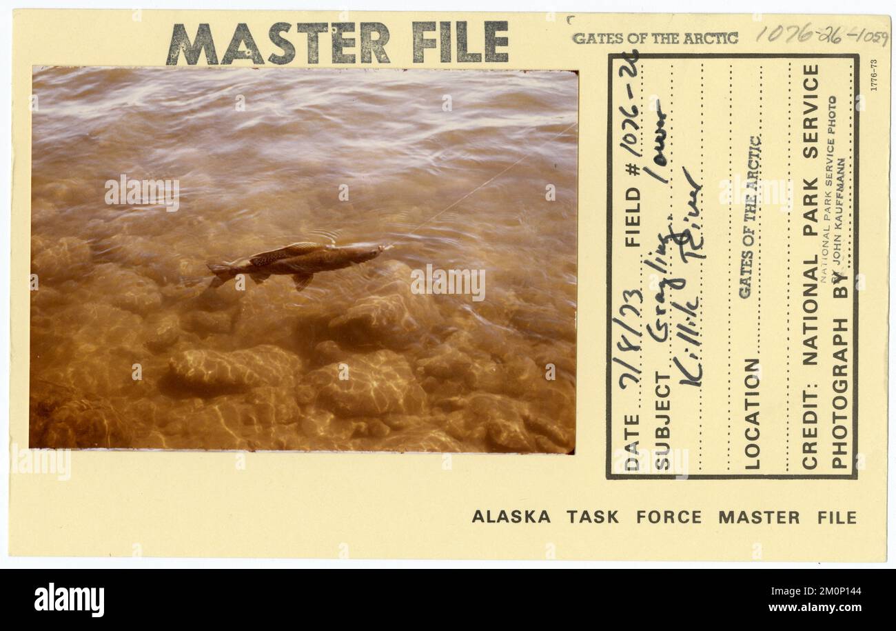 Grayling, lower Killik River. Alaska Task Force Photographs Stock Photo ...