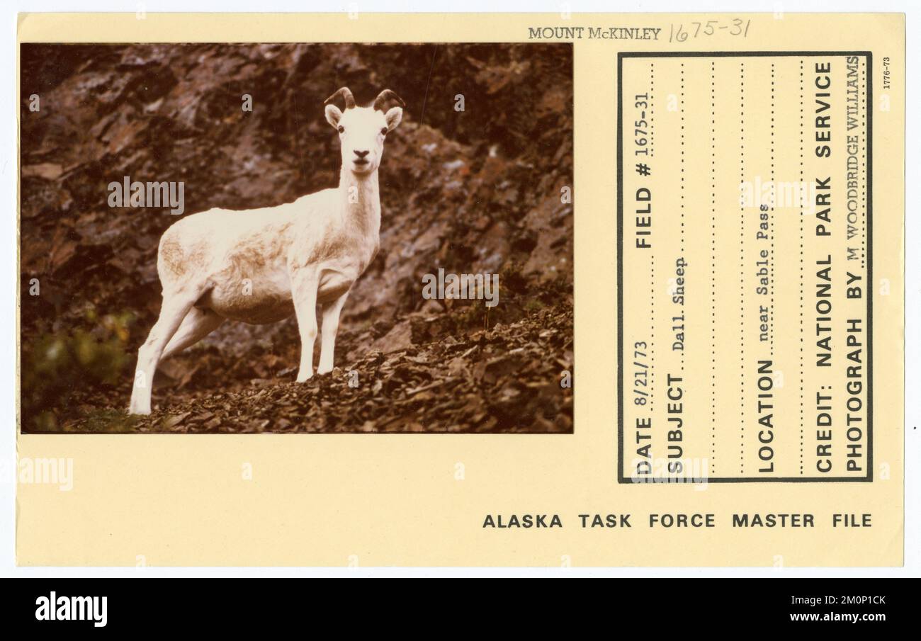 Dall sheep. Alaska Task Force Photographs Stock Photo - Alamy