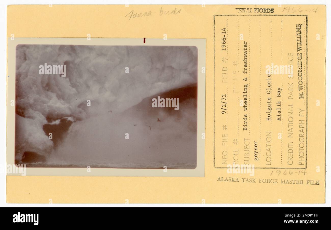 Birds wheeling & freshwater. Alaska Task Force Photographs Stock Photo ...