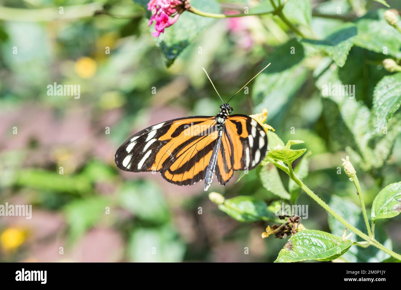 Tiger Heliconian (Heliconius ismenius) foraging in Xalapa, Mexico Stock ...