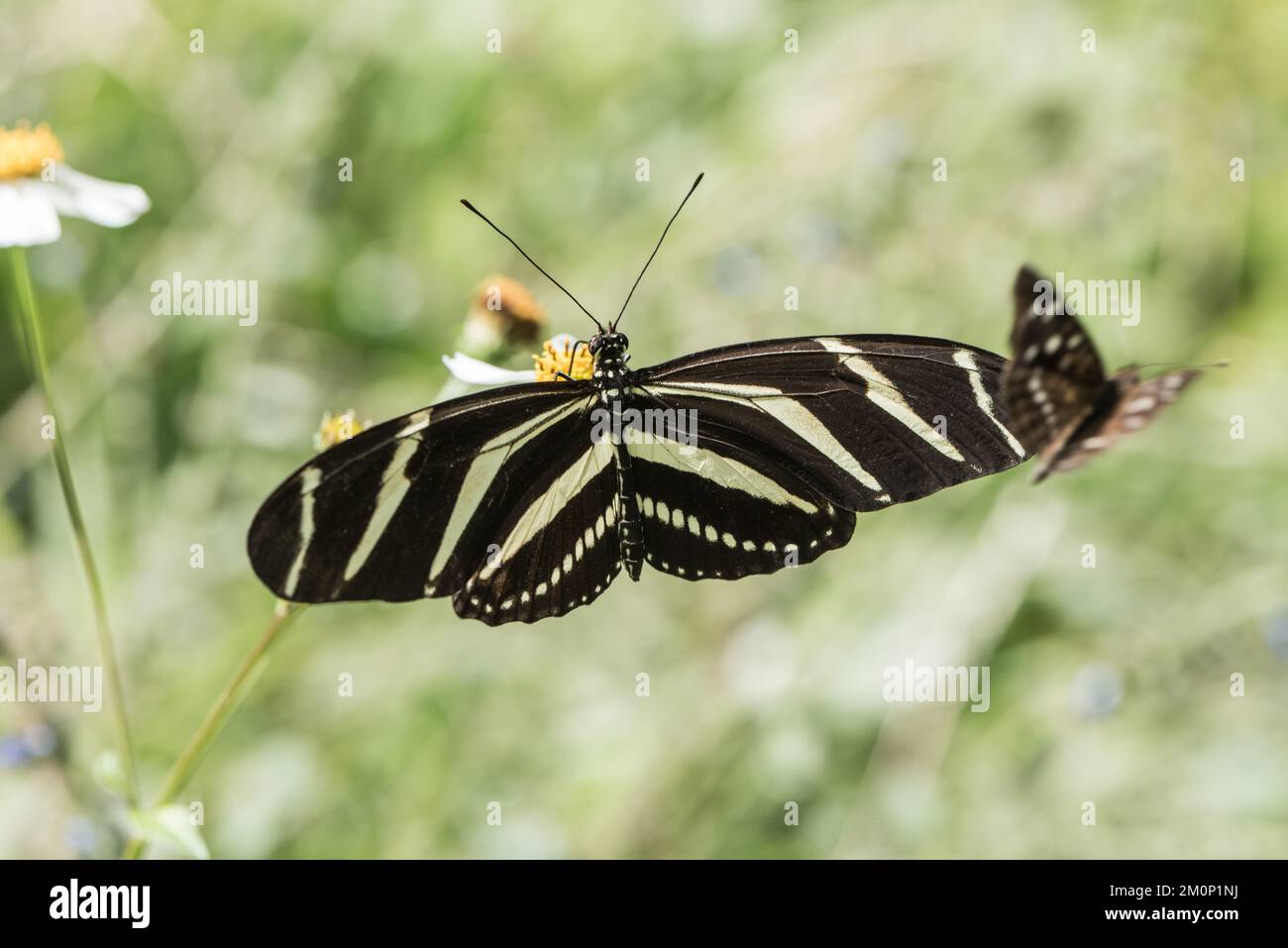 Feeding Zebra Heliconian (Heliconius charithonia Stock Photo - Alamy