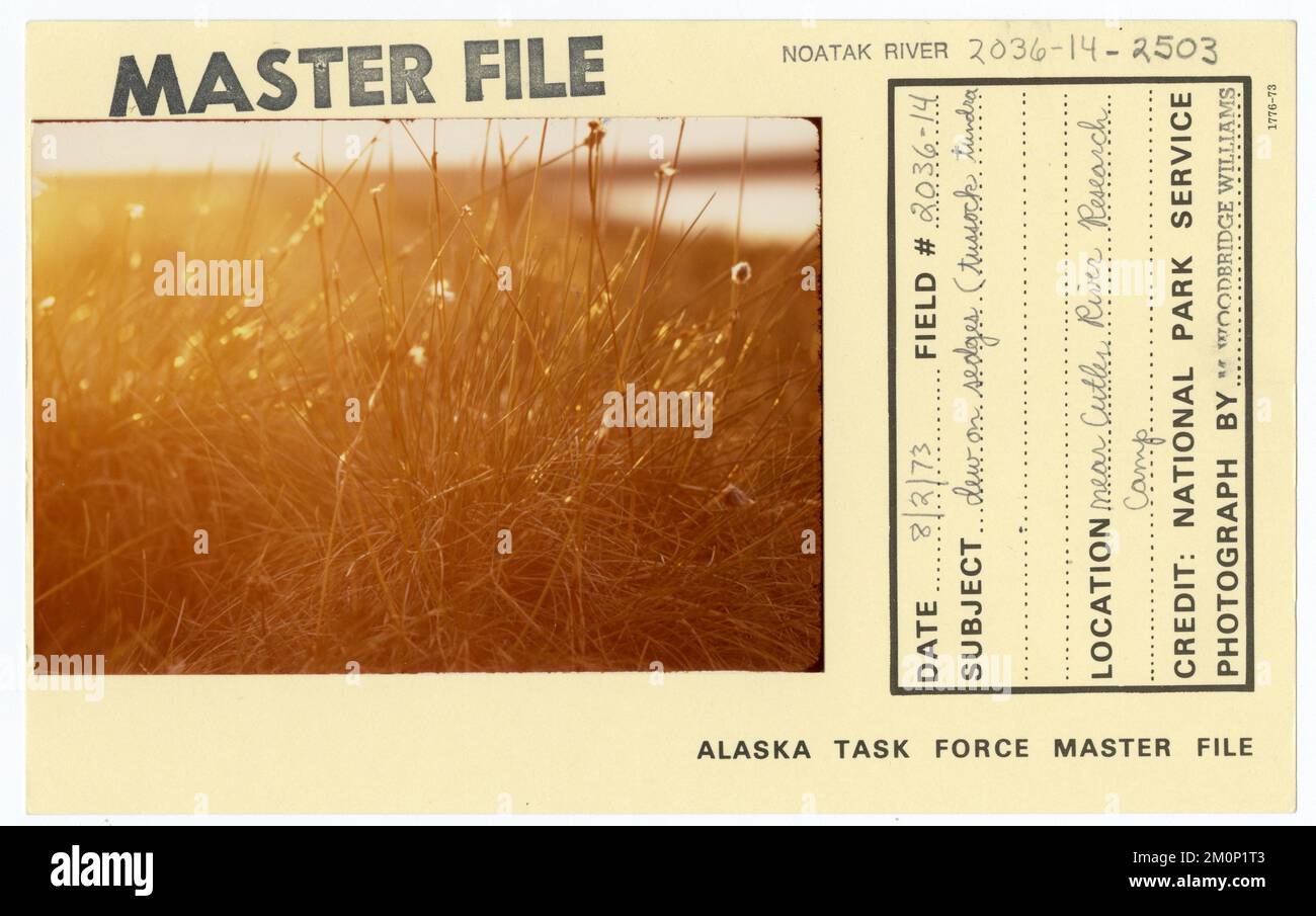 Dew on sedges (tussock tundra). Alaska Task Force Photographs Stock ...