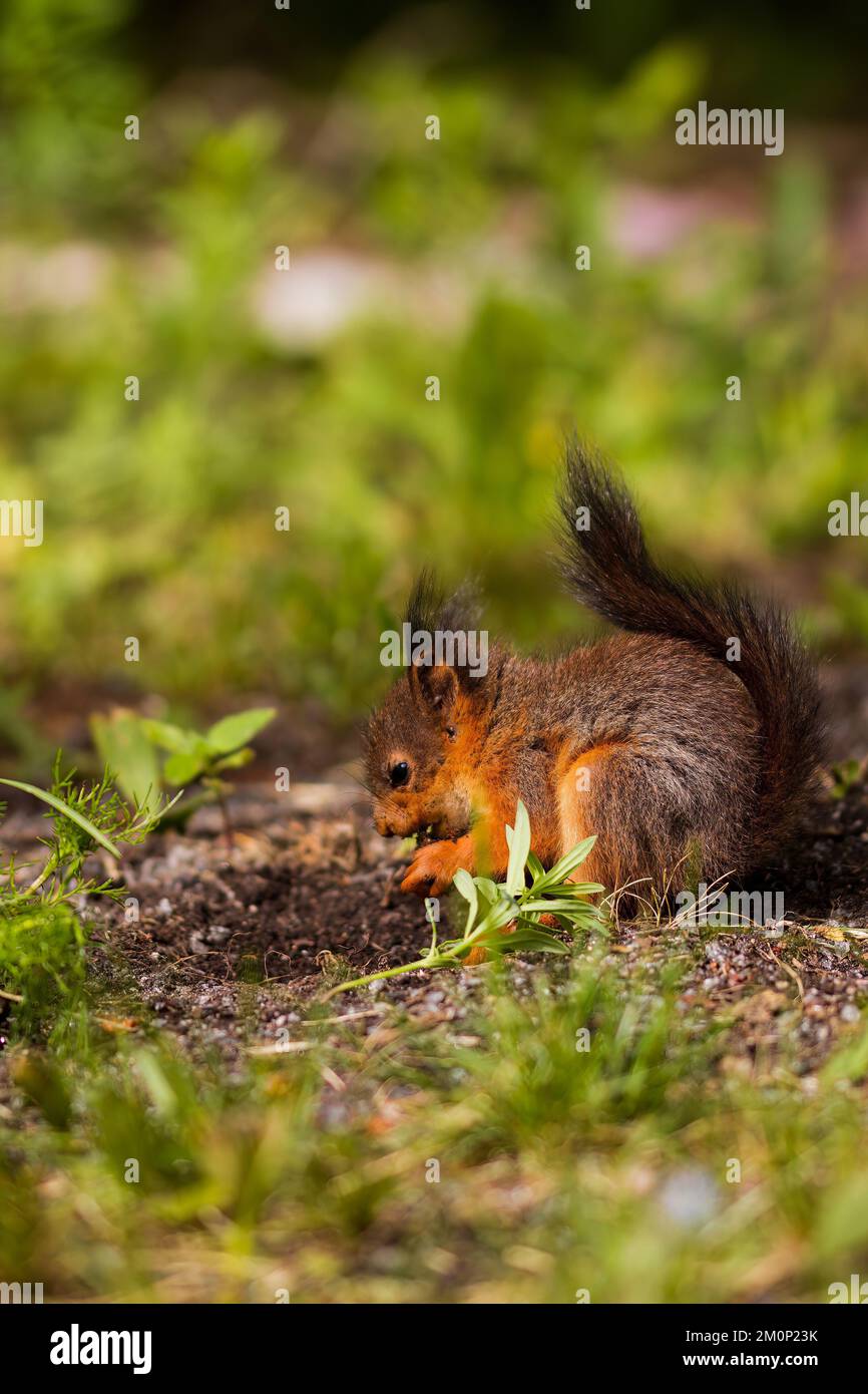 A vertical side closeup of a red squirrel on the ground grass blurred ...