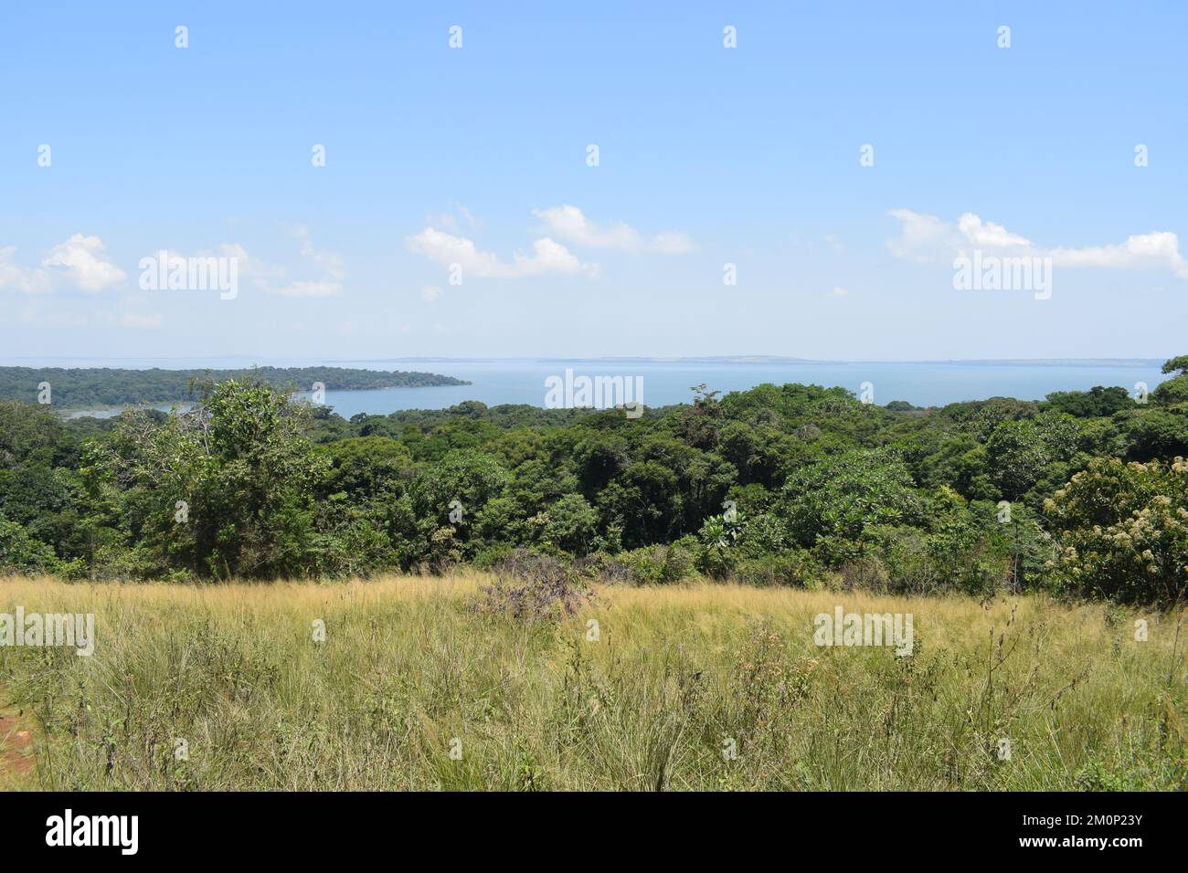 The Kalangala island landscape in Uganda with blue sky background grass ...