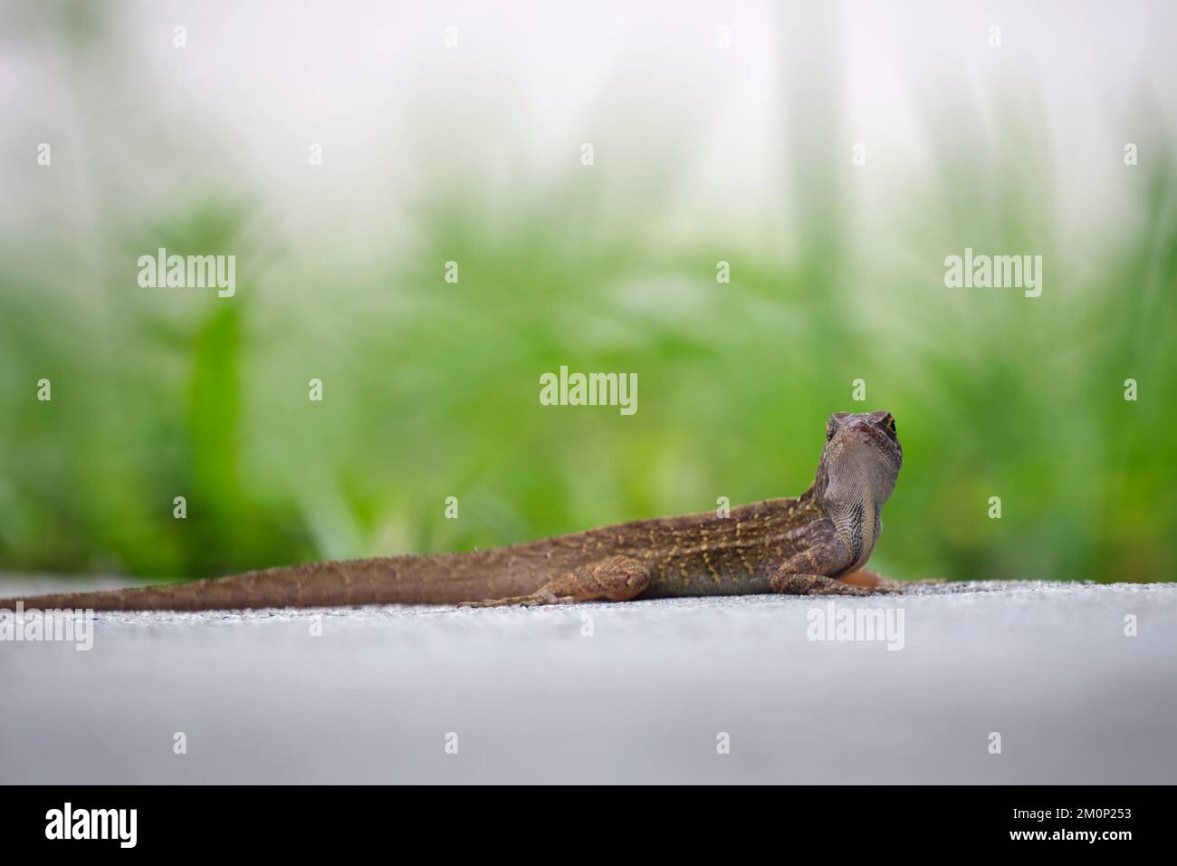 Macro closeup of blown alone lizard warming on summer sun. Anolis ...