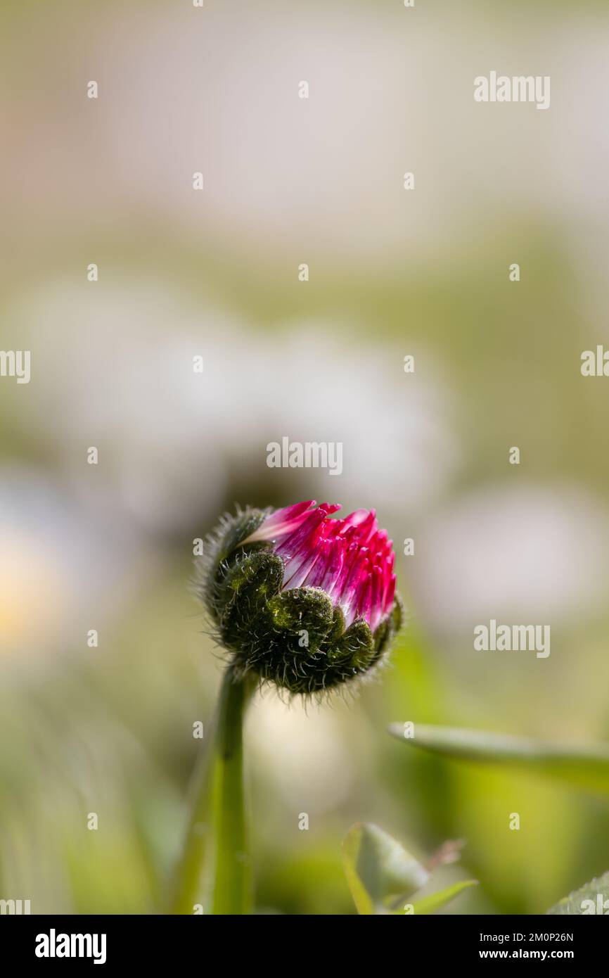 Mouse ear hawkweed flower hi-res stock photography and images - Alamy