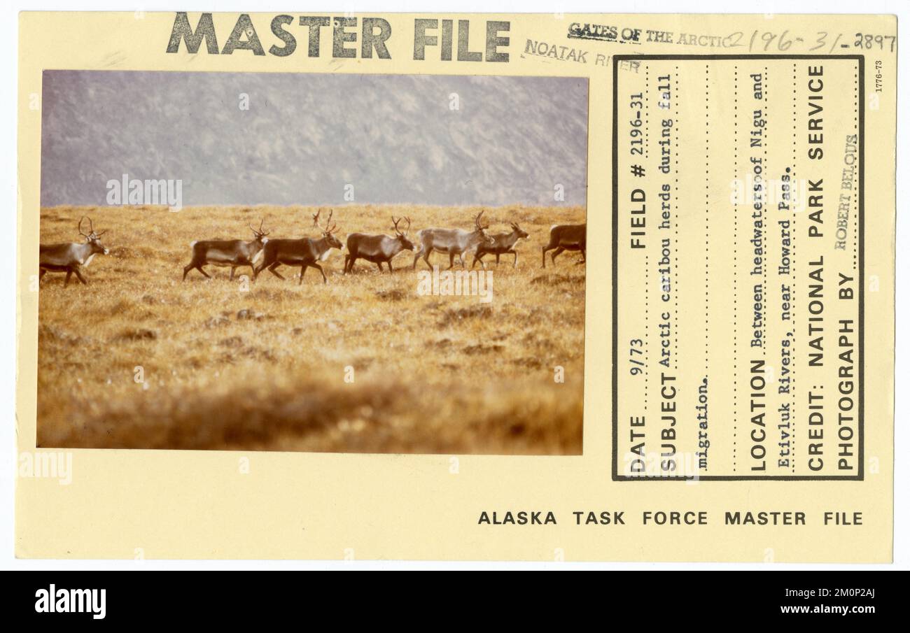 Arctic caribou herds during fall migration. Alaska Task Force ...