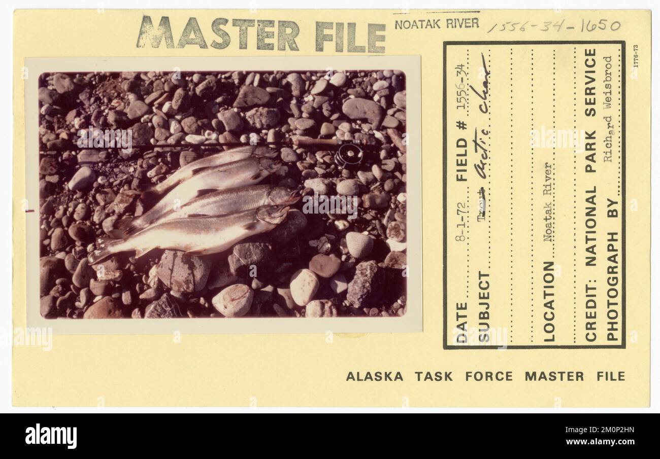 Arctic char. Alaska Task Force Photographs Stock Photo - Alamy
