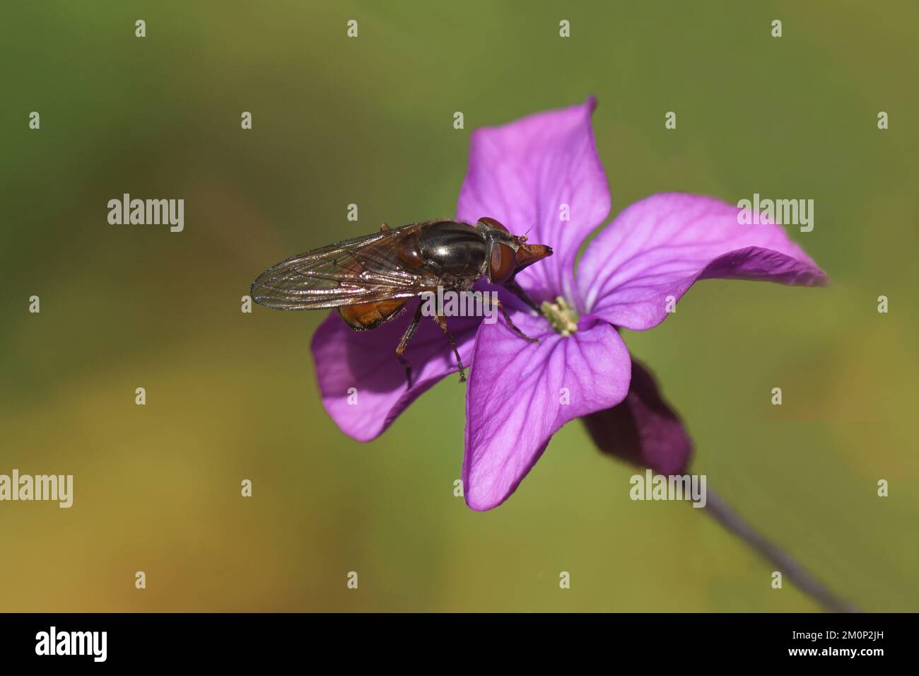 Common Snout Fly, Heineken Hover Fly (Rhingia campestris), family ...