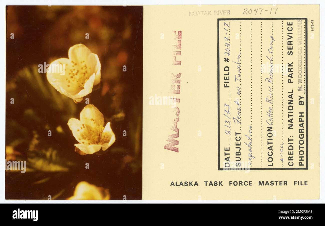 Frost on tundra vegetation. Alaska Task Force Photographs Stock Photo ...