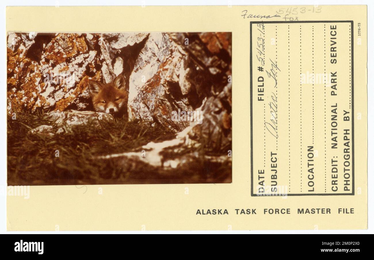 Arctic fox. Alaska Task Force Photographs Stock Photo - Alamy