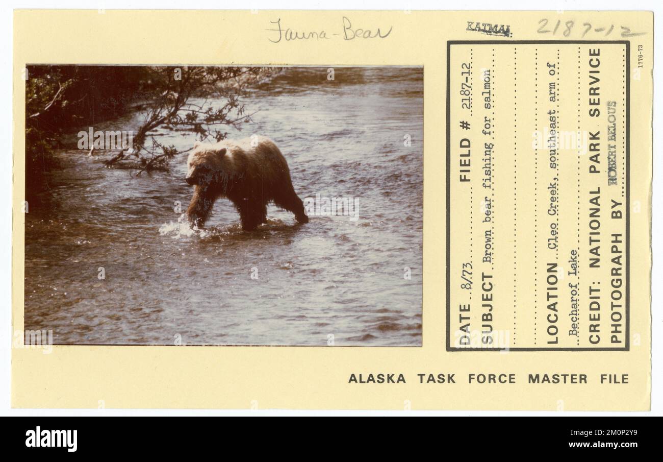 Brown bear fishing salmon. Alaska Task Force Photographs Stock Photo ...