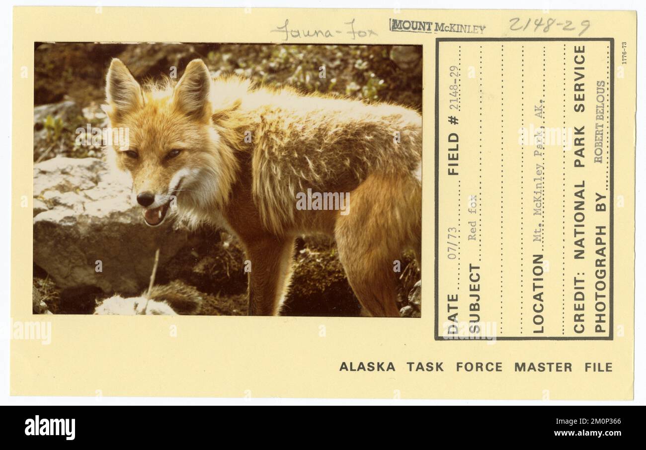 Red fox. Alaska Task Force Photographs Stock Photo - Alamy