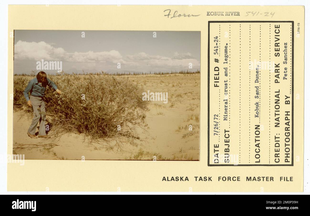 Mineral crust and legume. Alaska Task Force Photographs Stock Photo - Alamy