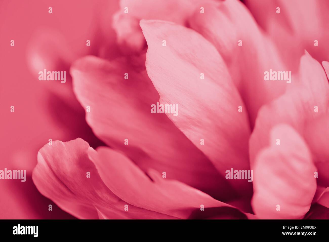 Viva magenta color hi-res stock photography and images - Alamy