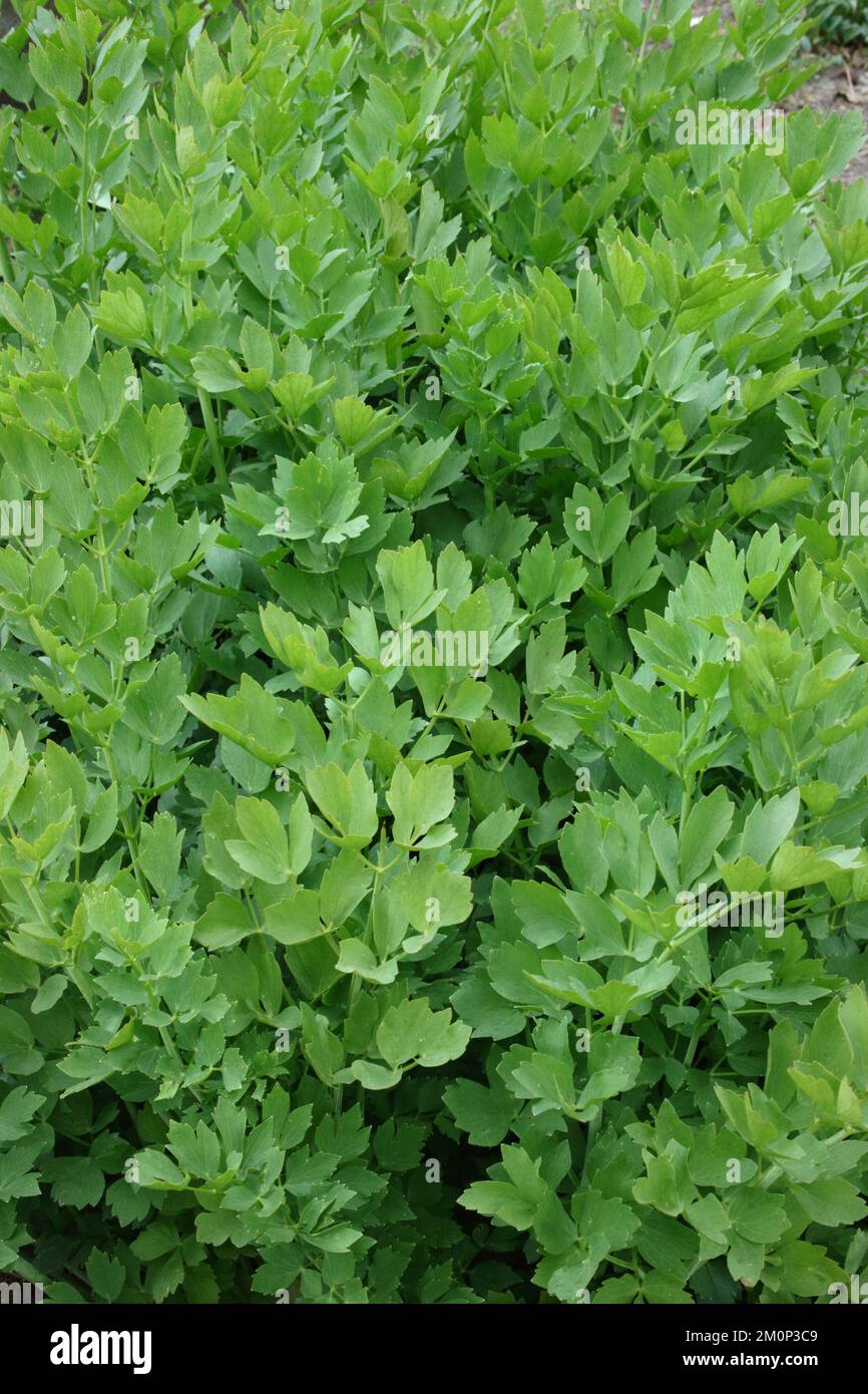 Lovage (Levisticum officinale Stock Photo - Alamy