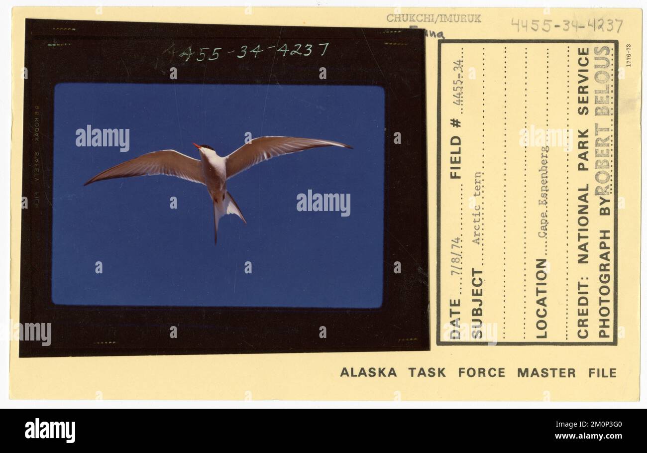 Arctic tern. Alaska Task Force Photographs Stock Photo - Alamy