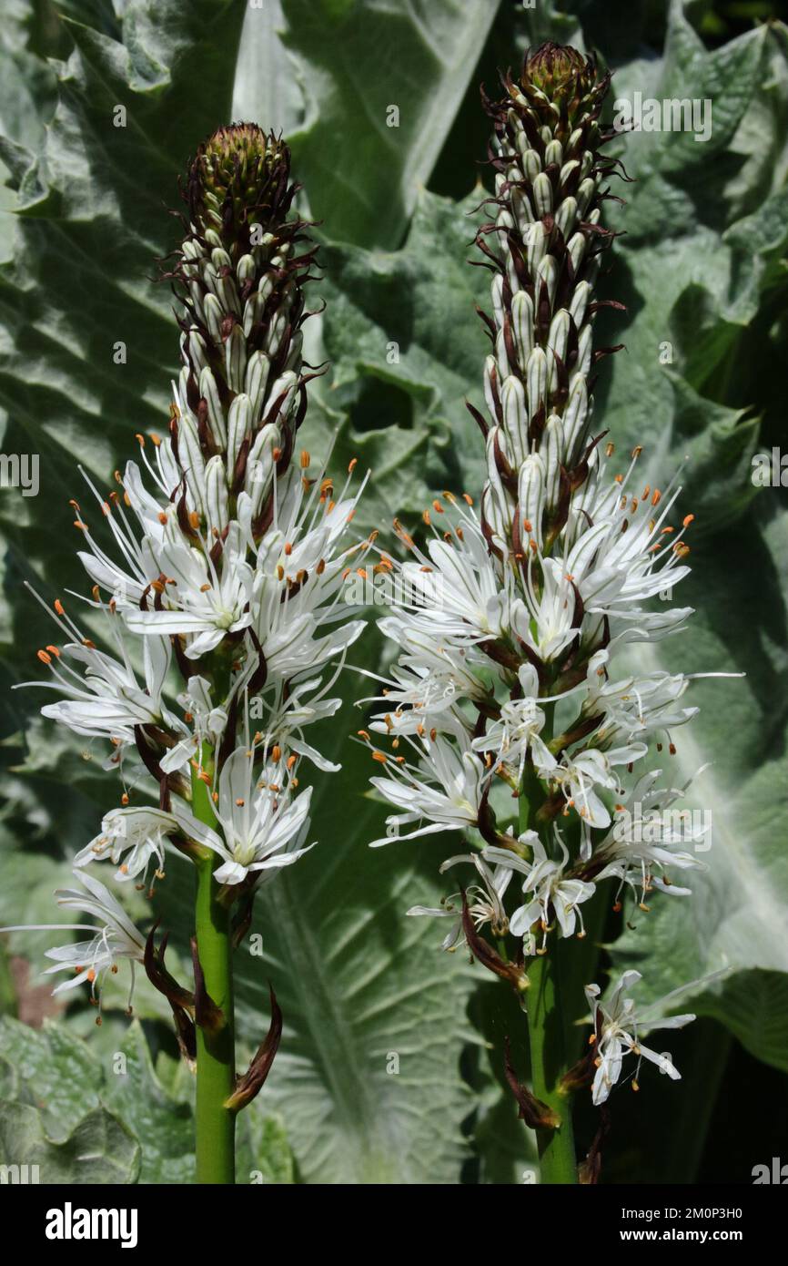 Asphodelus albus hi-res stock photography and images - Alamy