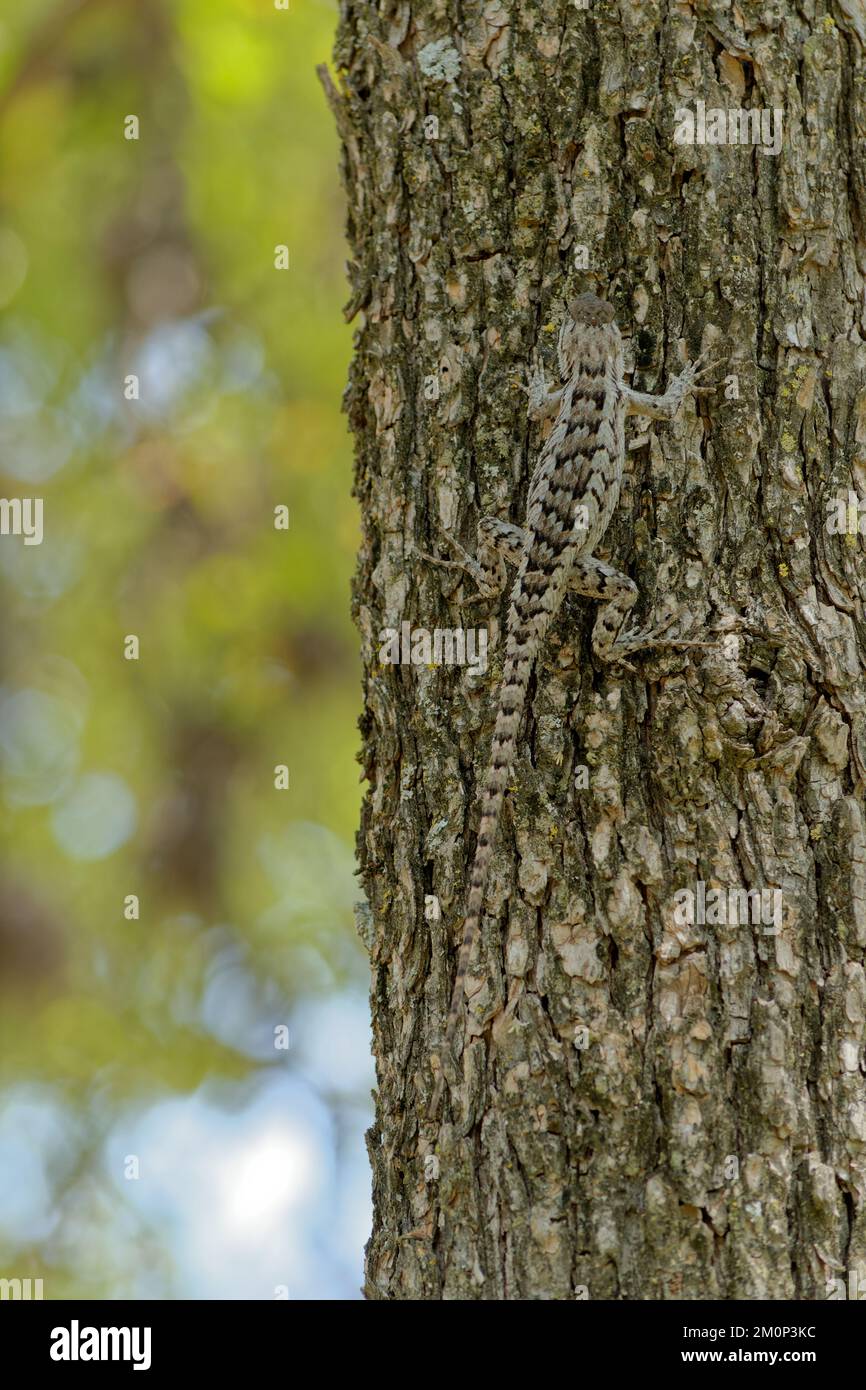 Texas tree lizard hi-res stock photography and images - Alamy