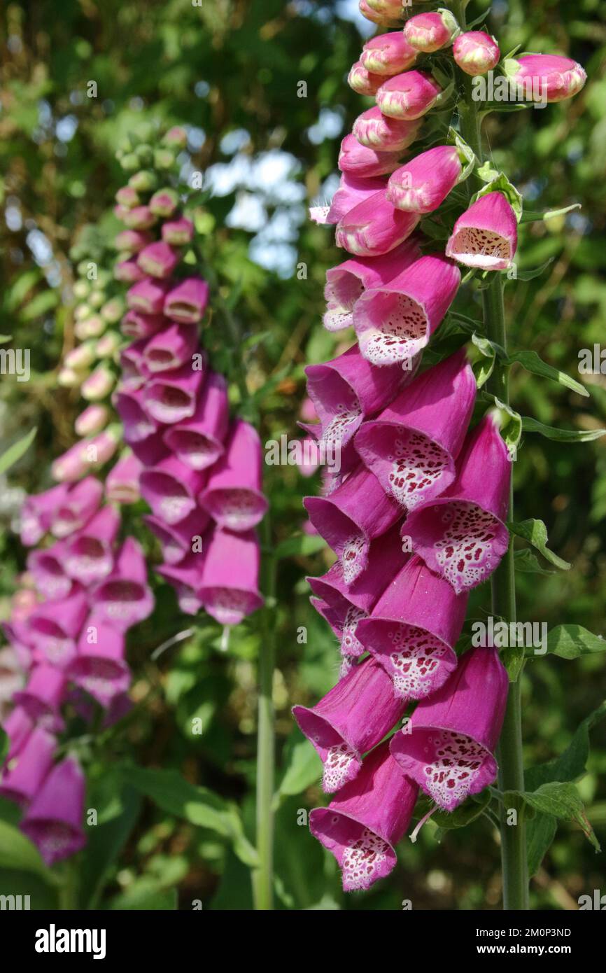 Foxglove spotted throat hi-res stock photography and images - Alamy