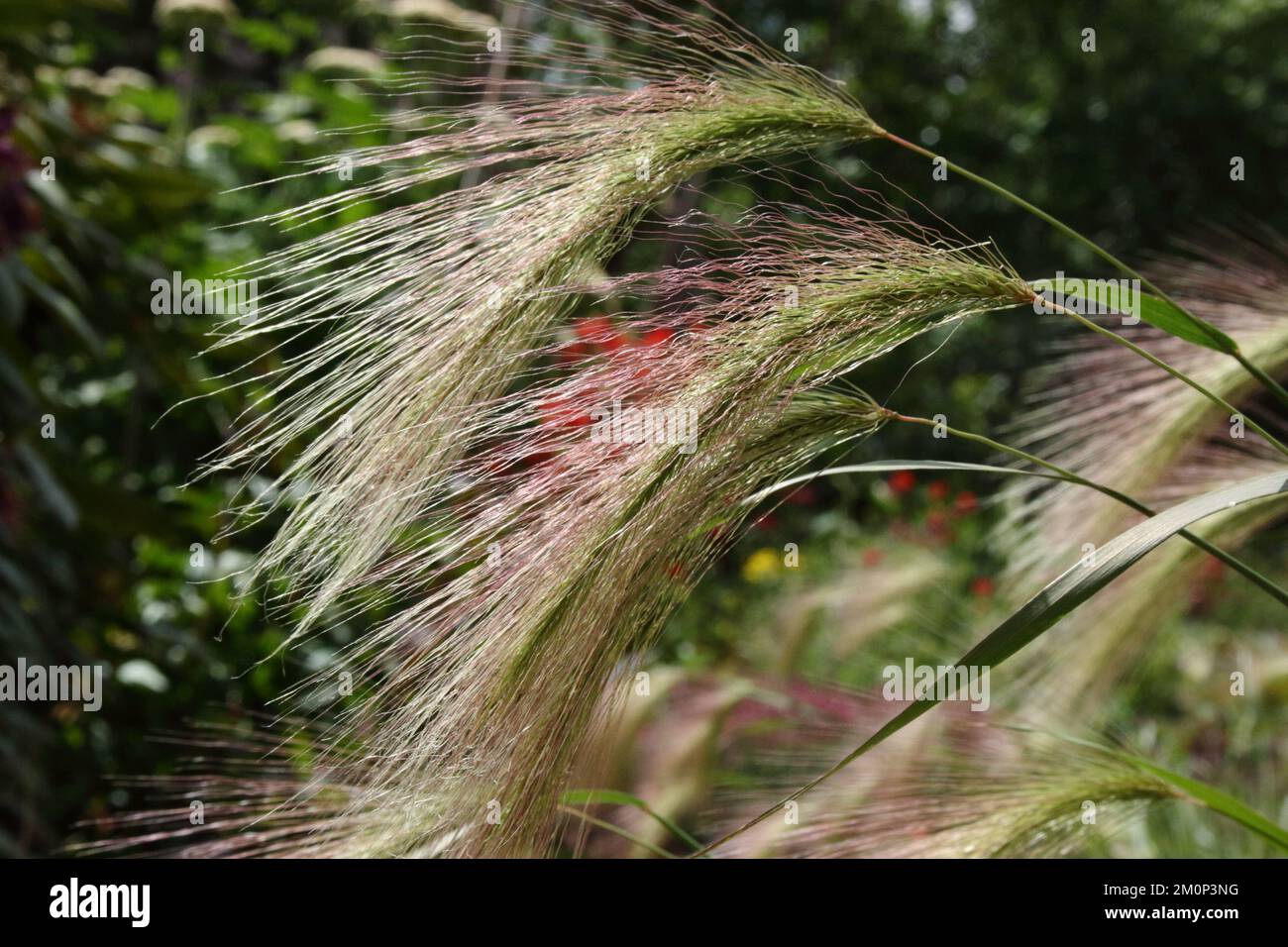 Foxtail Barley (Hordeum jubatum Stock Photo - Alamy