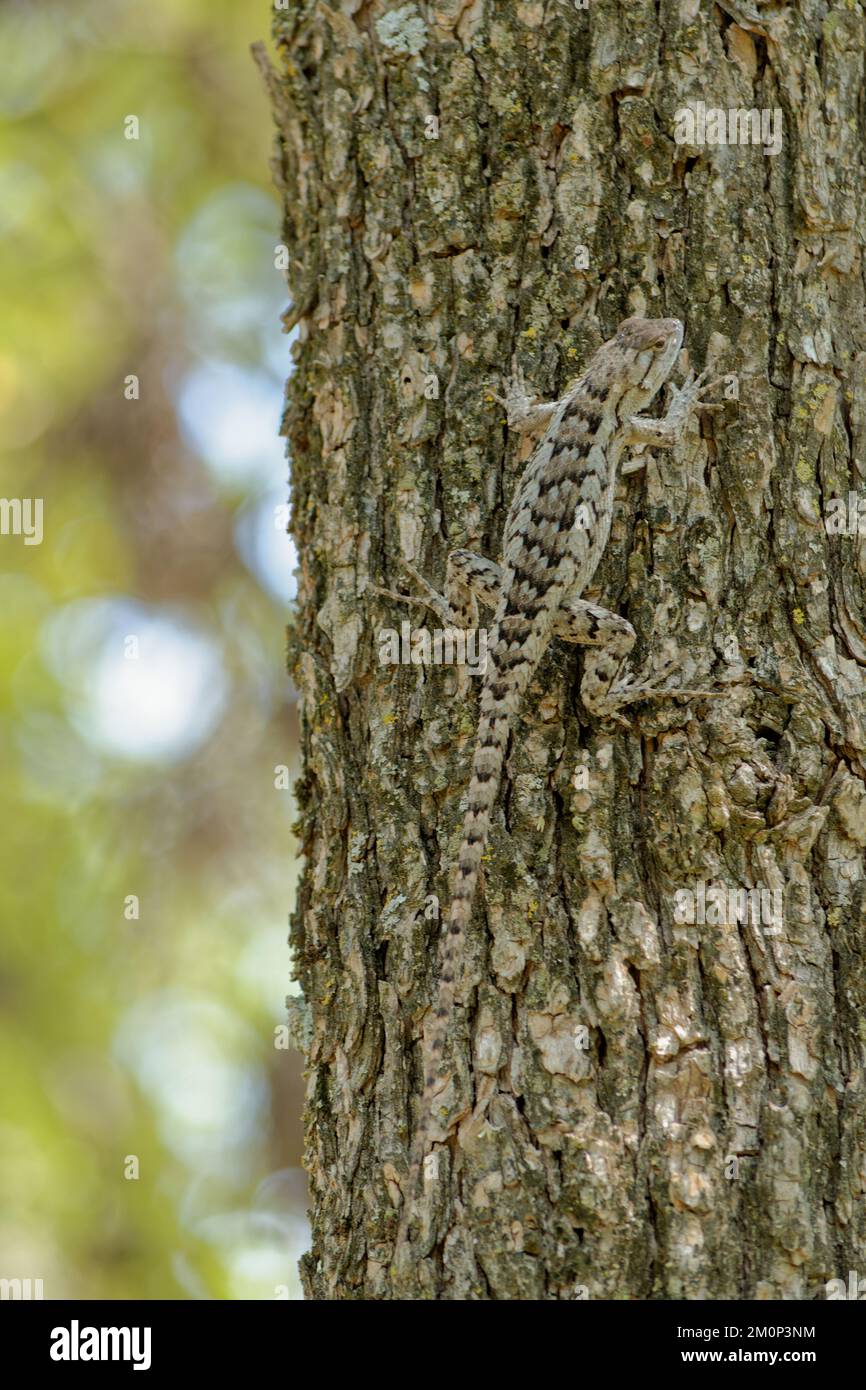 Hidden lizards hi-res stock photography and images - Alamy