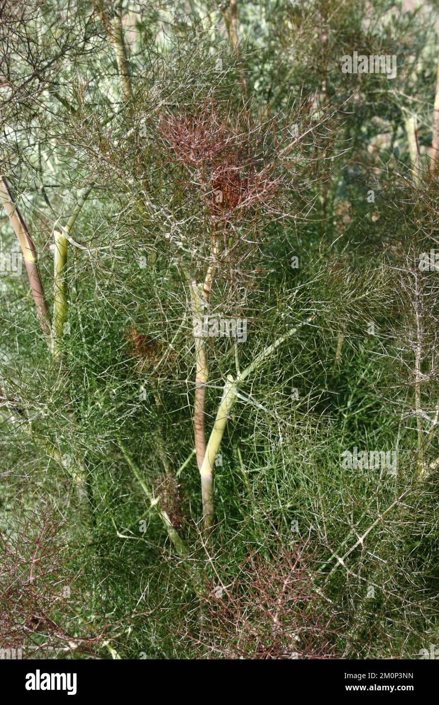 Bronze foeniculum vulgare hi-res stock photography and images - Alamy