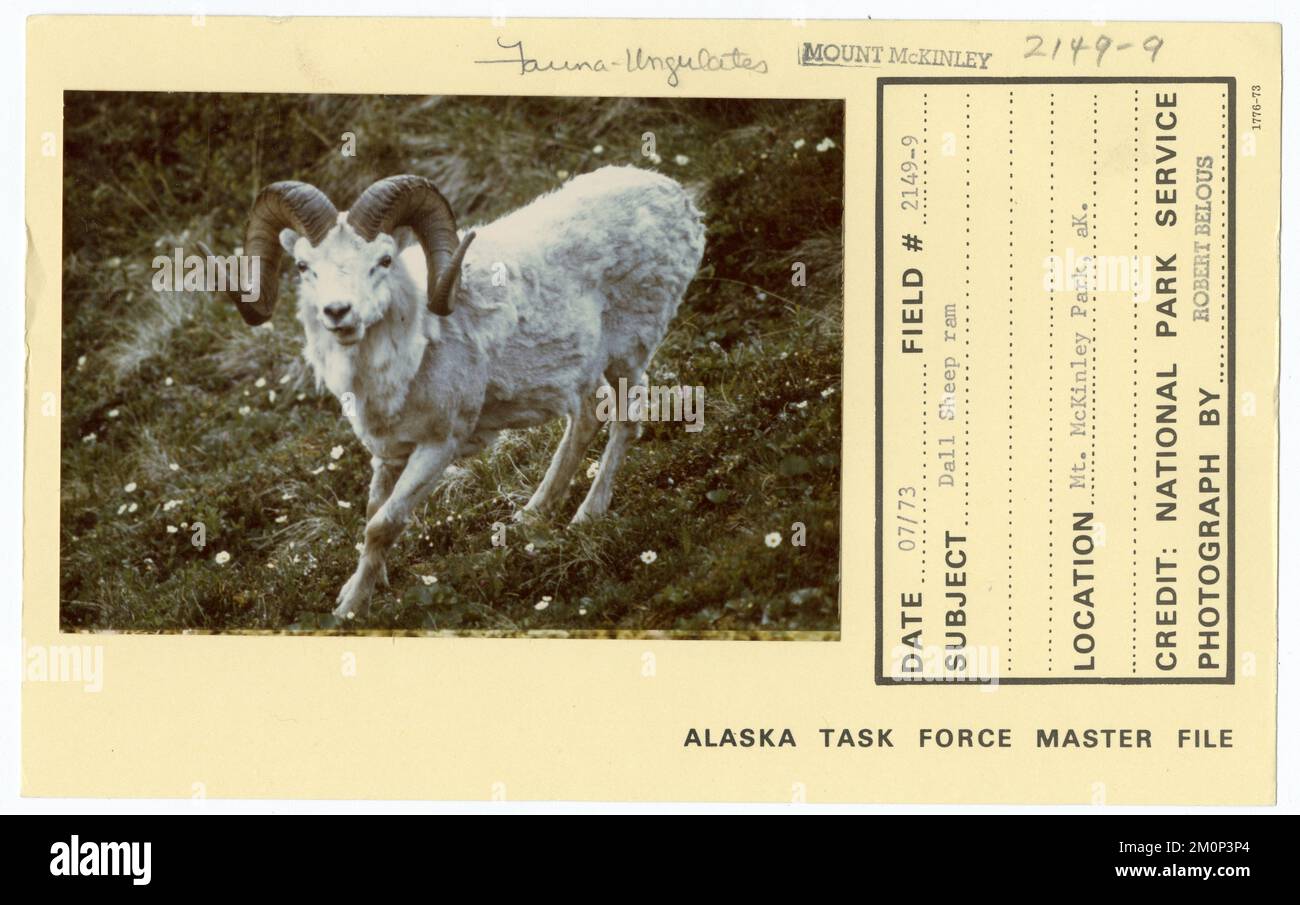 Dall sheep ram. Alaska Task Force Photographs Stock Photo - Alamy