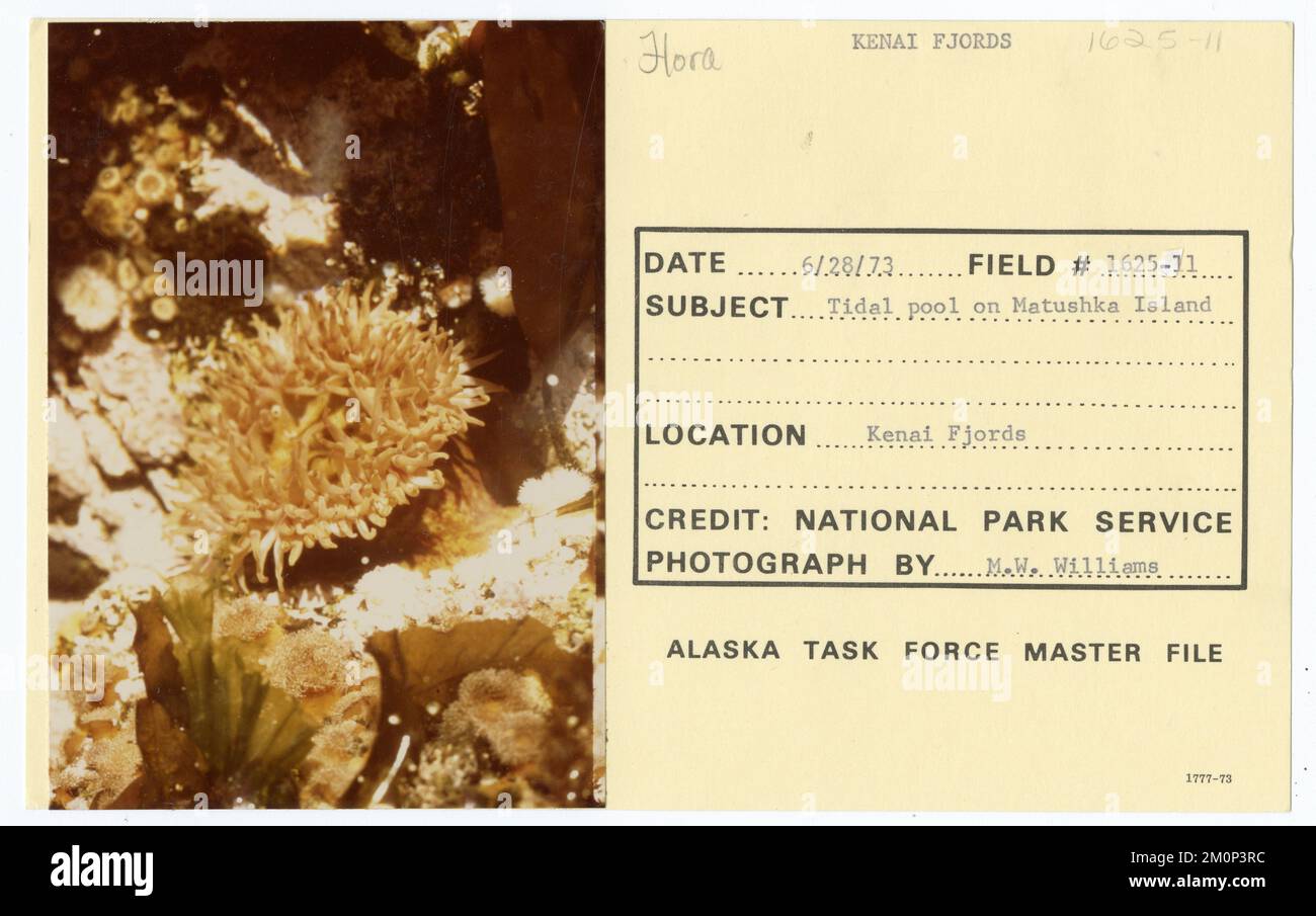 Tidal pool on Matushka Island. Alaska Task Force Photographs Stock ...