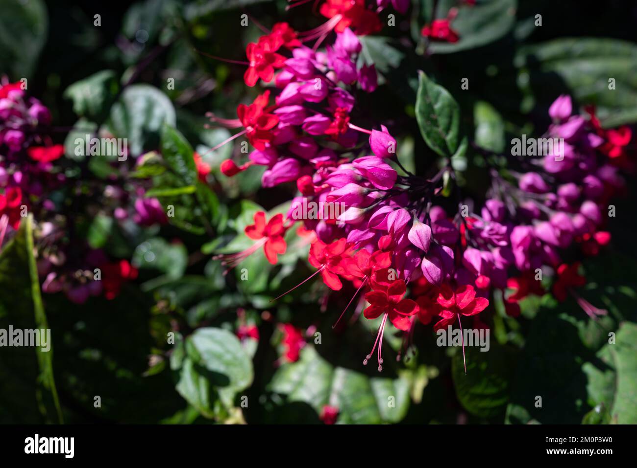 Pink and red flowers of bleeding heart vine closeup on green leaves ...