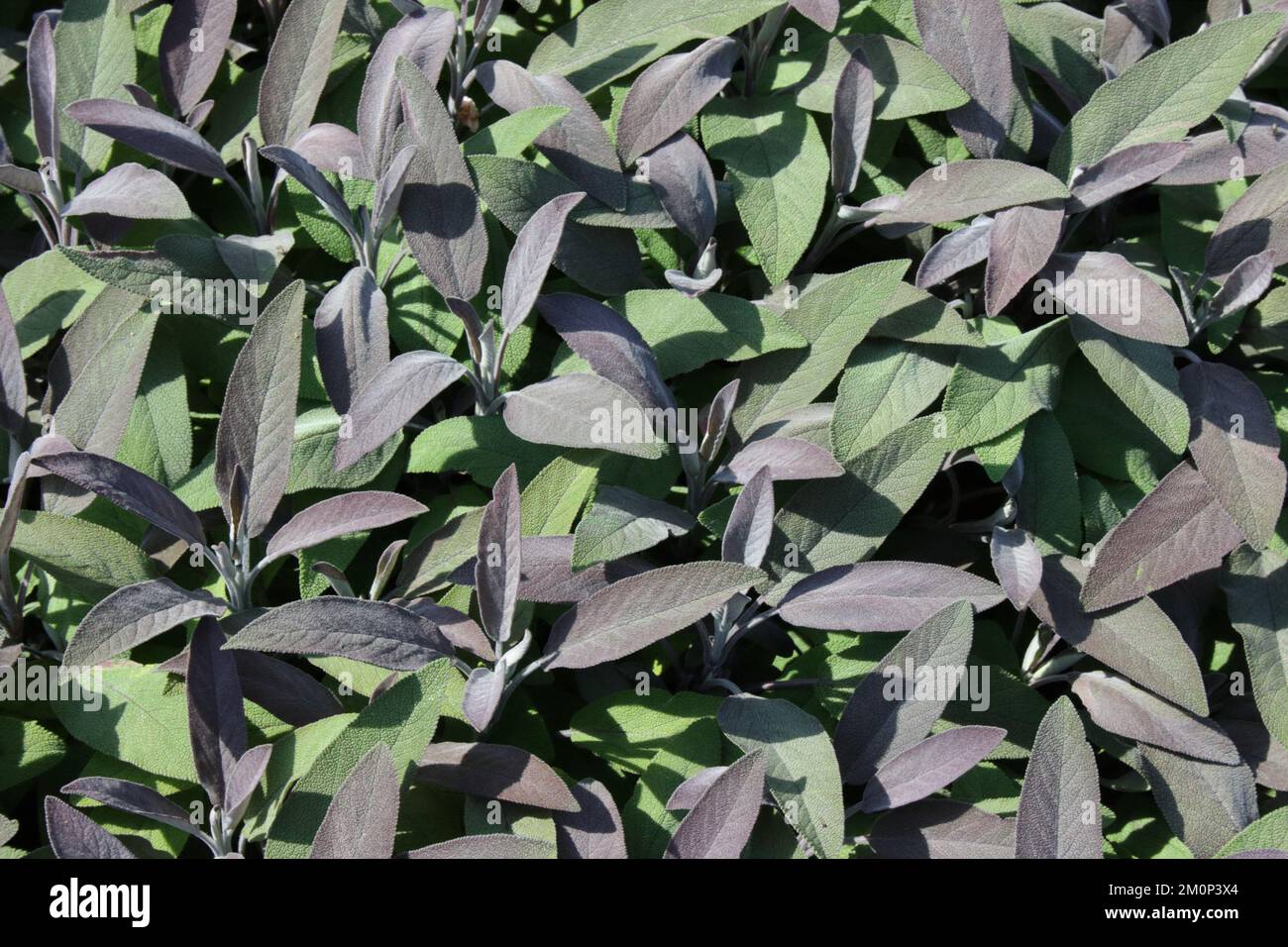 Purple Sage (Salvia officinalis 'Purpurascens' Stock Photo - Alamy