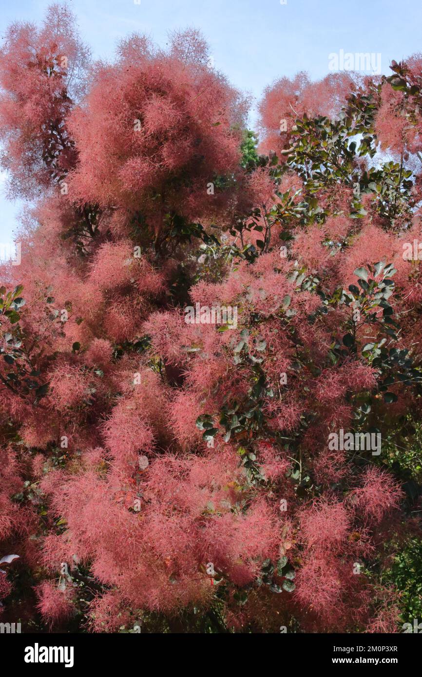 Smoke Tree (Cotinus coggygria Stock Photo - Alamy